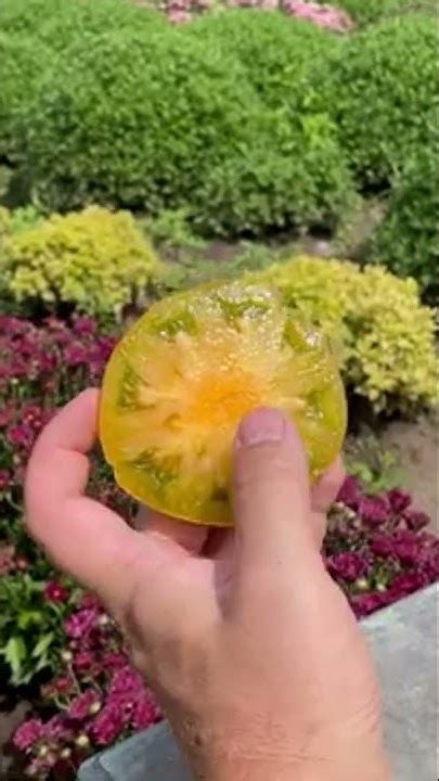 Очень красивый томат СОВЕРШЕННЫЙ ГНОМ ( Dwarf Parfait tomato) - YouTube