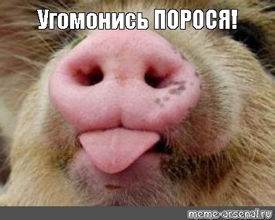 Мем: "Угомонись ПОРОСЯ!" - Все шаблоны - Meme-arsenal.com