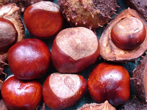 Conkers