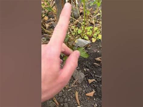 Ежевика Рассада #ежевика #рассада - YouTube