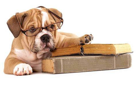 How Smart Are Bulldogs
