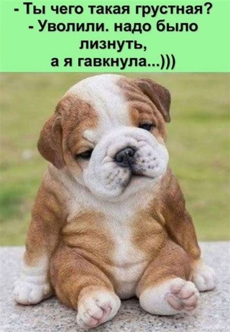 Pin van Елена Шавкатовна op Смешные фотографии животных