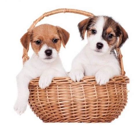 Нобивак® Puppy DP - Интернет-магазин "Belvet" - онлайн гипермаркет ...