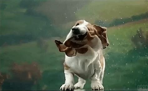 Гифка basset hound кивает трясется гиф картинка, скачать анимированный ...