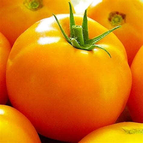 Томат Золотая королева 🌱 - купить семена томата в Украине | FLORIUM.UA