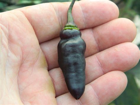 Pimenta da Neyde Chilli Seeds - Pimenta de Neyde Pepper Seeds