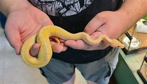 Python regius 'Ball Python' Banana Enchi Pinstripe #3 Male-P