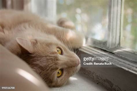 Willow Cat Photos and Premium High Res Pictures - Getty Images