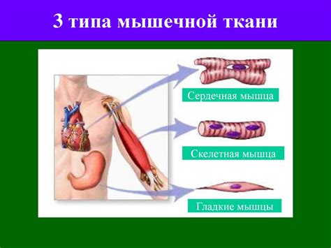 Мышцы. Мышечная ткань - презентация онлайн