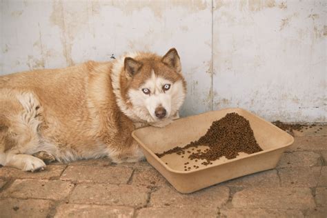 Royal Canin Recovery Food for Dogs: A Comprehensive Guide