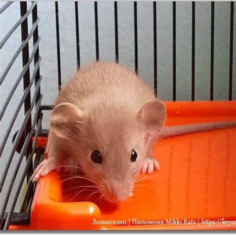 Купить крысу и всё для крыс в зоомагазине Mikki Rats