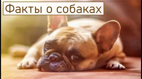 Узнайте свою собаку лучше. Интересные факты о вашем питомце. - YouTube