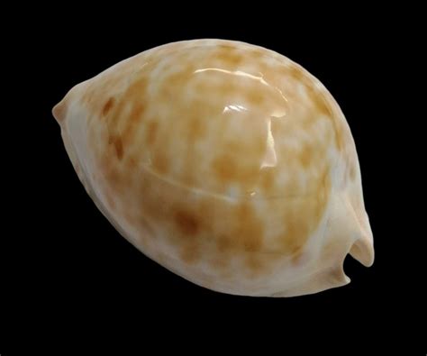 shellauction.net :: Zoila jeaniana aurata - 2911862