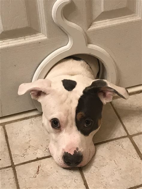 Have you seen my cat? : r/aww