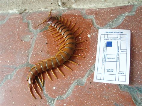 Анна в Доминикане: Сколопендра или Centipede