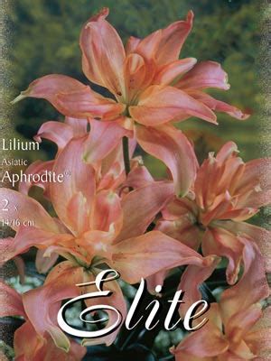 Asiatische Lilien-Hybride 'Aphrodite'