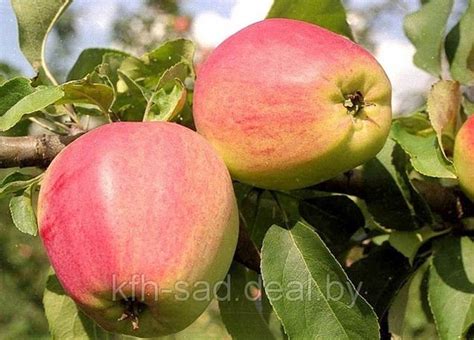 Яблоня Земляничное: описание сорта и характеристики. Когда собирать и ...