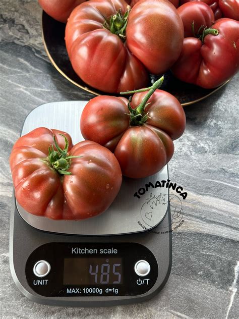 Гном Малиновая нерка (Crimson Sockeye Dwarf) США – Tomatinсa.ru