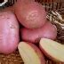 Картофель Сиреневый туман: описание и характеристики, особенности ...