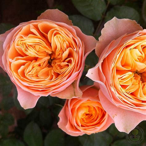 Саженец Роза Вувузела Пинк (Rosa Vuvuzela Pink) купить в Москве по ...