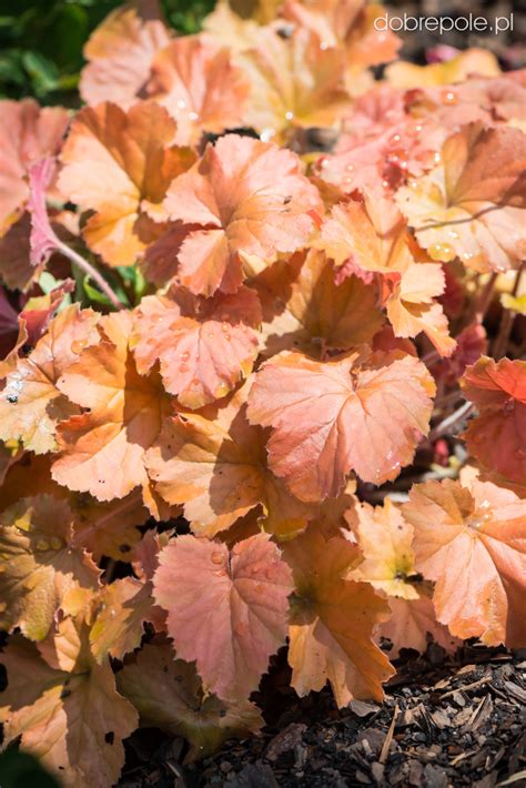Szkółka Bylin Dobrepole - Heuchera 'Northern Exposure Amber' - żurawka