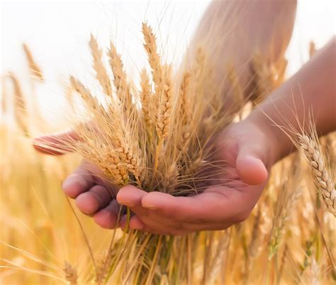 Табличка на поле с пшеницей сорт репродукция - фото