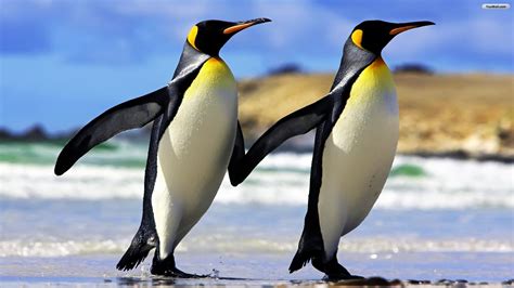 2 Emperor Penguins Wallpaper - Penguins Wallpaper (36797321) - Fanpop ...