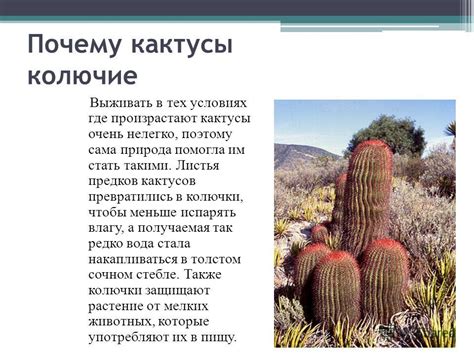 Презентация на тему: "Кактусы в нашей жизни. выполнил: Клименко Яромир ...
