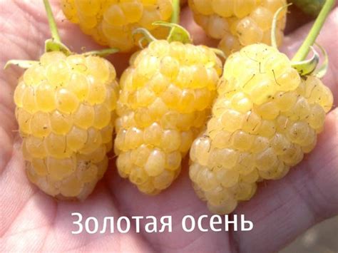 Купить Малина ремонтантная "Золотая осень" Садоград 1-2хлетние саженцы ...