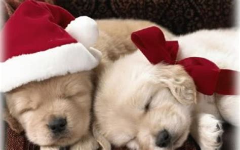 Cute Animal Christmas Laptop Wallpapers - Wallpaper Cave