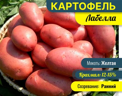КАРТОФЕЛЬ ЛАБЕЛЛА