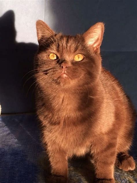 Pin by Jaxvia on Pins by you in 2024 | British shorthair cats, Brown ...