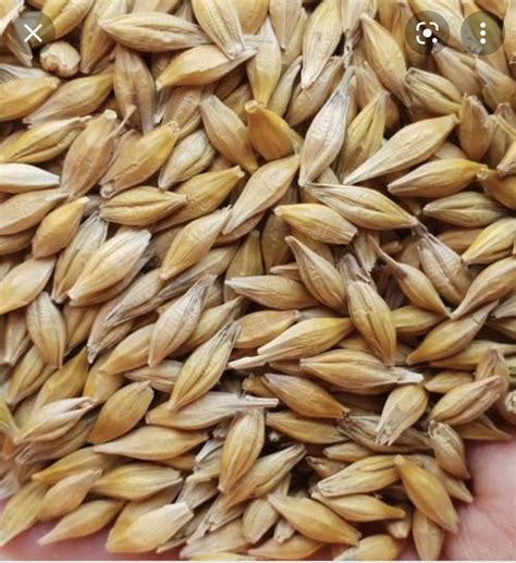 Ячмень для посева 2 репродукция .. 6-9 тонн