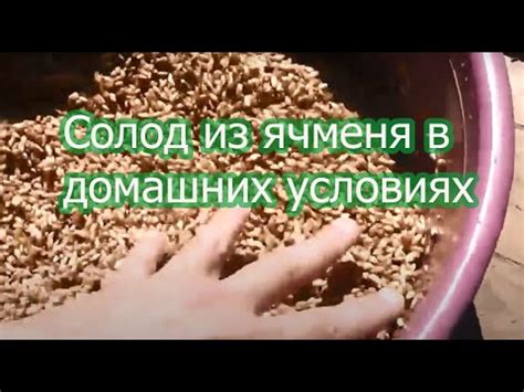 Как сделать солод в домашних условиях Ячмень - YouTube