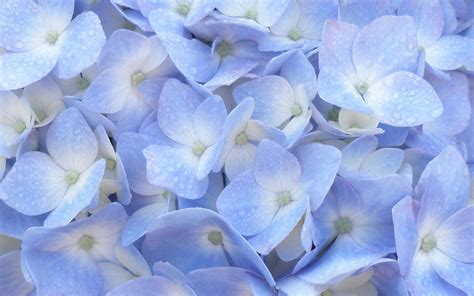 Купить саженцы Гортензия крупнолистная Hydrangea macrophylla Freepon с ...