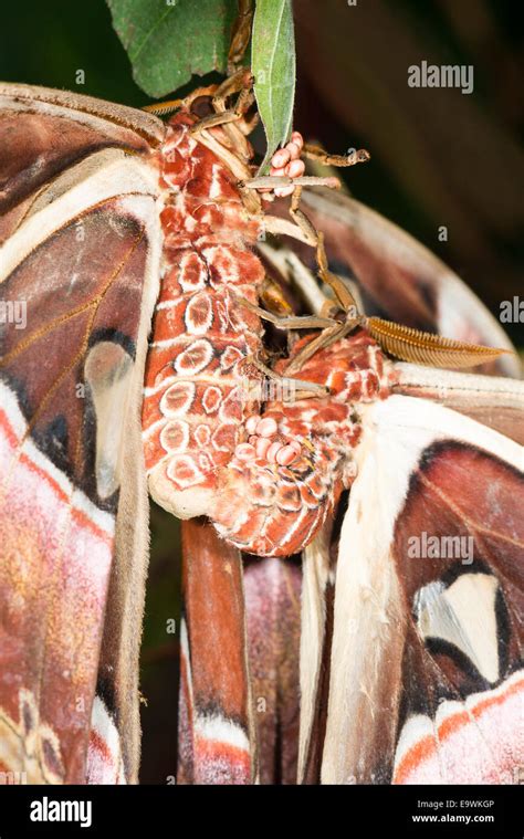 Atlas motten nahaufnahme -Fotos und -Bildmaterial in hoher Auflösung ...