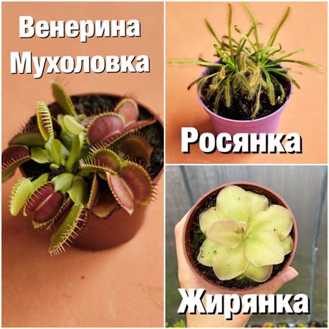 Дионея (Венерина Мухоловка), Жирянка Flytrap зеленый, розовый, 9 дм, 3 ...