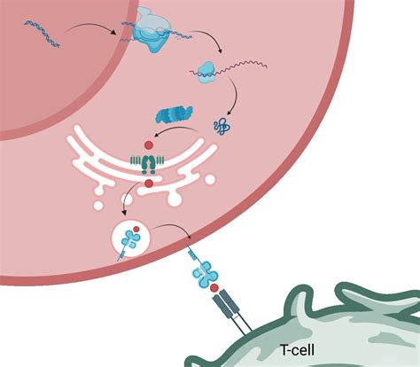 Technology - myNEO Therapeutics