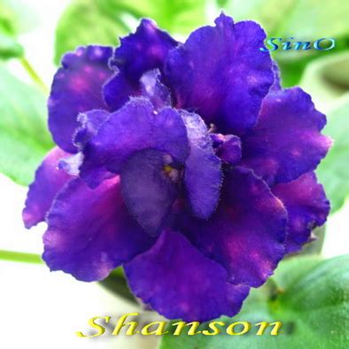 Фиалка Shanson