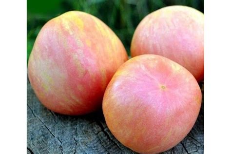 РОЗОВЫЙ ПУШИСТЫЙ КАБАН (Pink Furry Boar), 10 шт