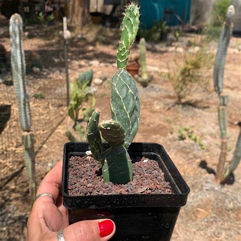 Opuntia zebrina reticulata Cobra cactus – Blythe Cactus Farm