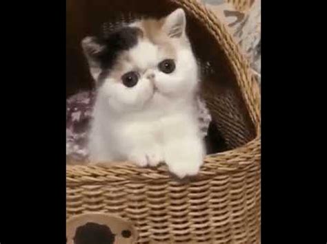 Смешной котик😂 - YouTube