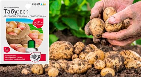 Табу от колорадского жука – эффективность и способ применения