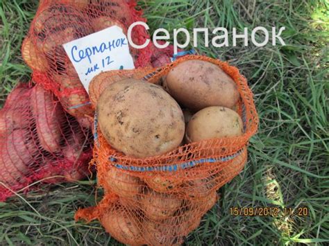 Засухоустойчивый картофель украинской селекции