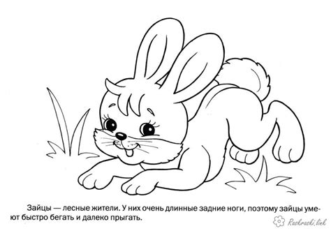 Лесные животные Раскраски распечатать бесплатно.