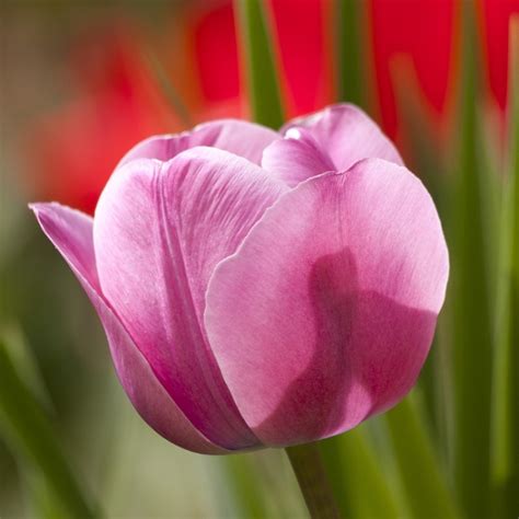 BULBO TULIPAN PINK ARDOUR ROSA PURPURA 8 UNIDADES