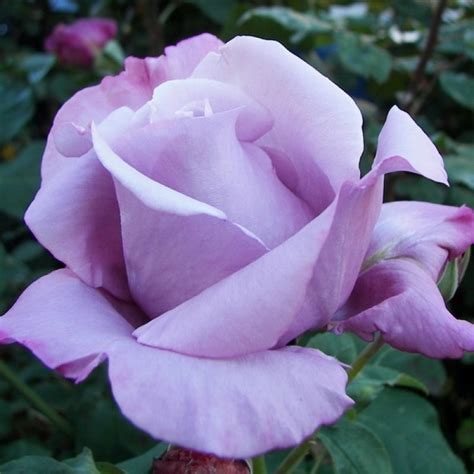 Картинки по запросу роза шарль де голль | Exotic flowers, Flowers, Rose