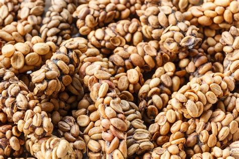 The Marvelous Advantages of Luwak Coffee: Prepare for a Detailed ...