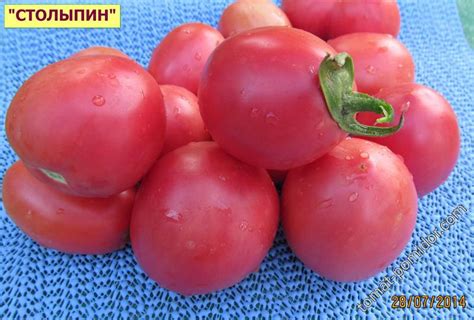 Томат Столыпин: описание сорта помидоров, характеристики. Особенности ...