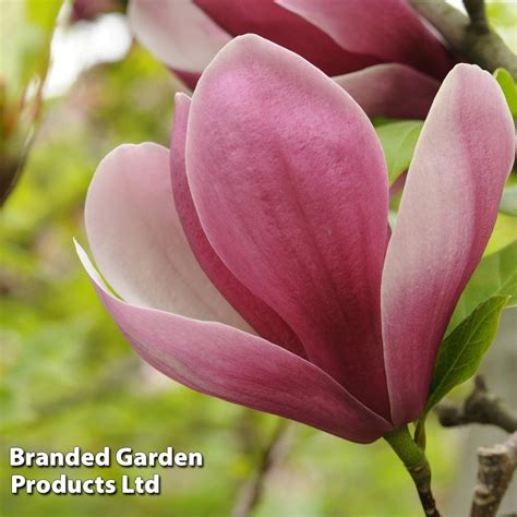 Magnolia 'Satisfaction' | Dobies